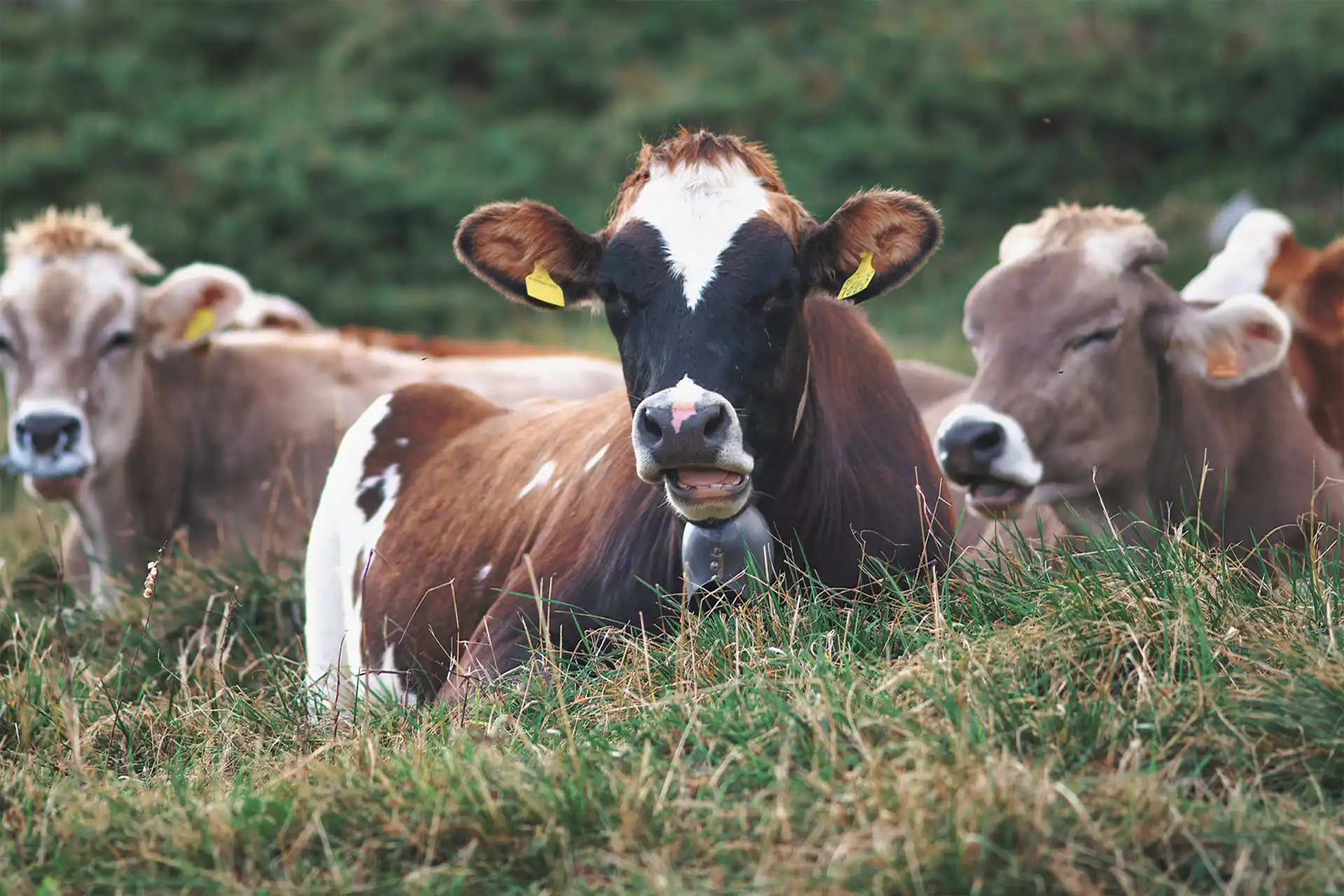 The Power of Enzymes in Animal Feed: Boosting Digestibility and Performance